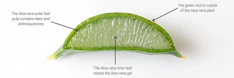 ALOE VERA: AN UPDATE FOR EUROPE?